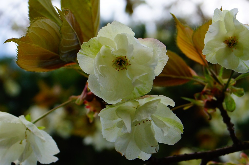 兼六園 サクラ ウコン | いしかわ緑の広場